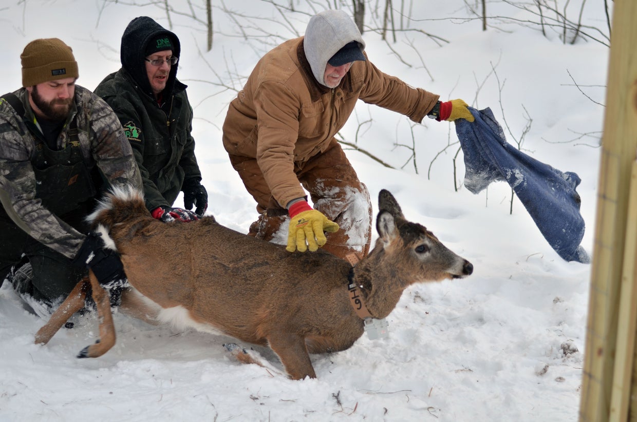 Deer Movement Studies Provide Insight Into CWD Spread, Management - CBS ...