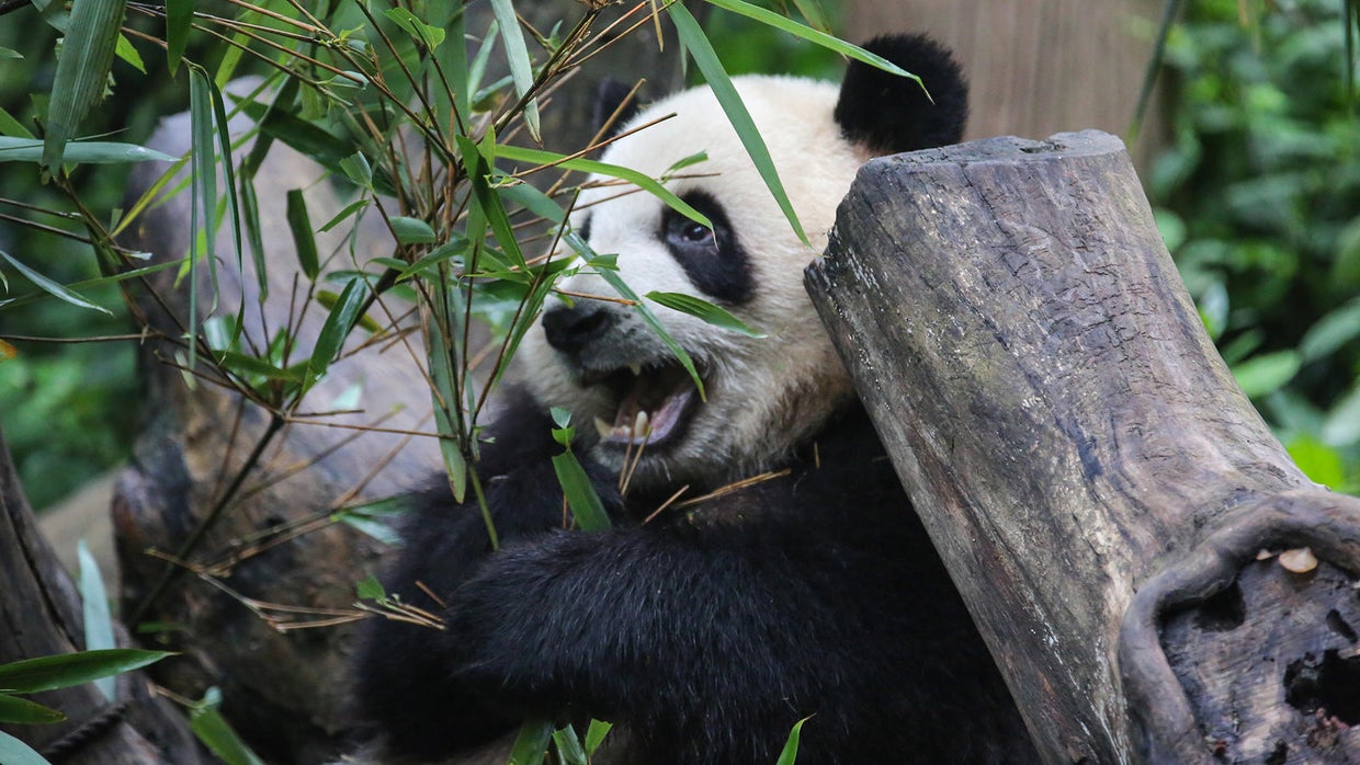 Giant Pandas: Photos from the 60 Minutes report