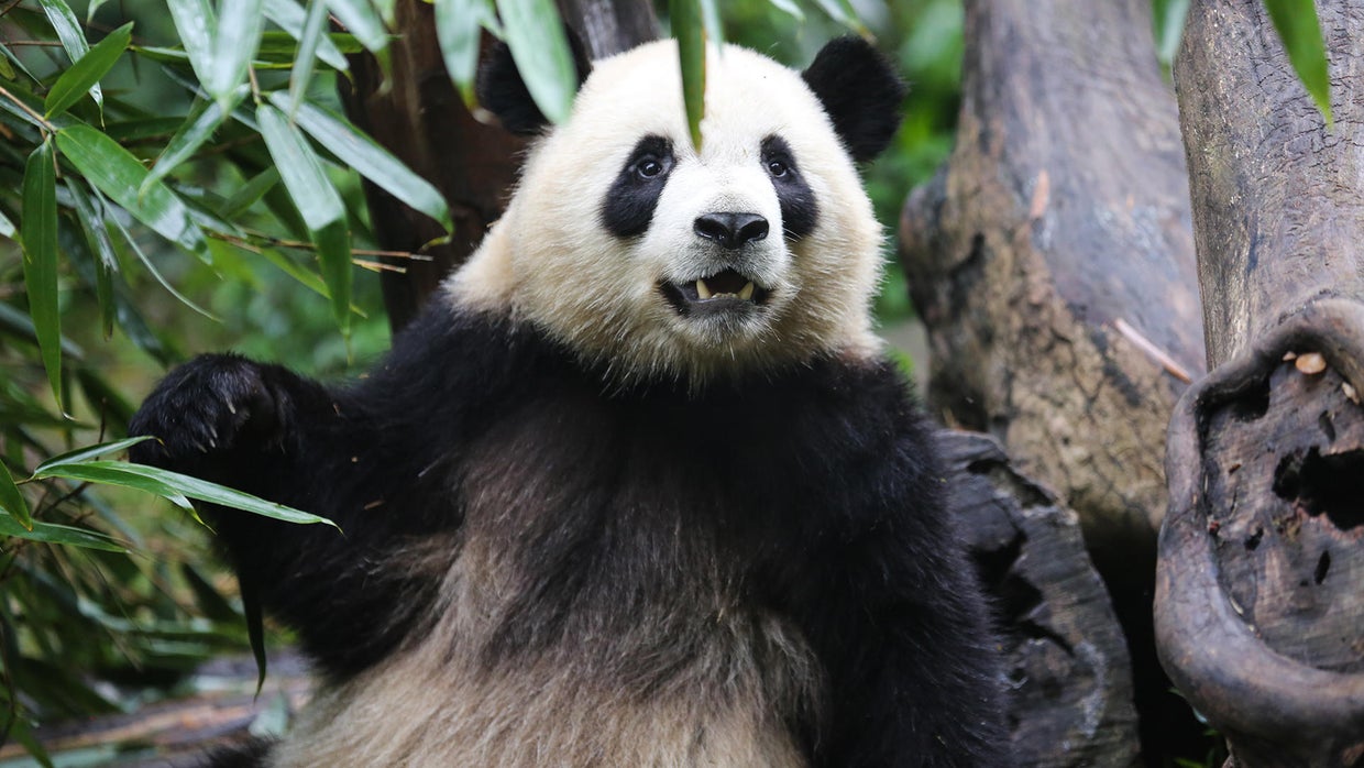 Giant Pandas: Photos from the 60 Minutes report