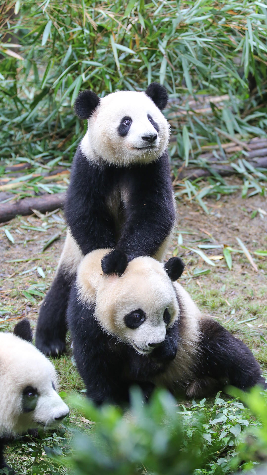 Giant Pandas: Photos from the 60 Minutes report