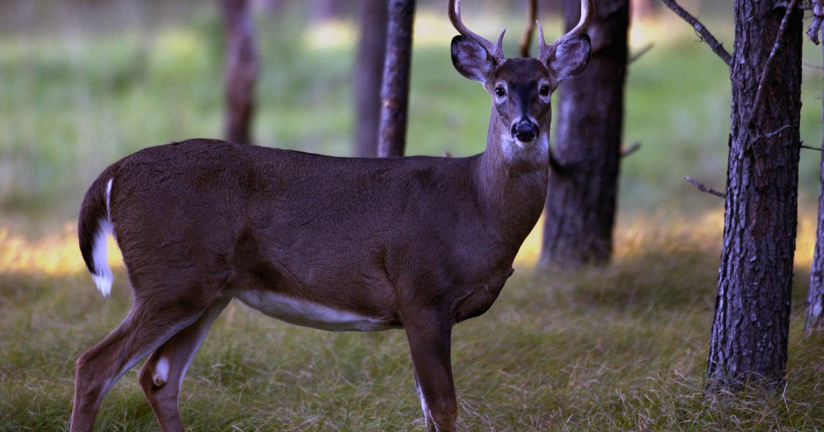 Deer Movement Studies Provide Insight Into CWD Spread, Management - CBS ...