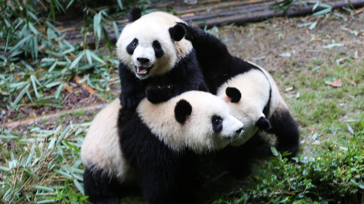 Giant Pandas: Photos from the 60 Minutes report