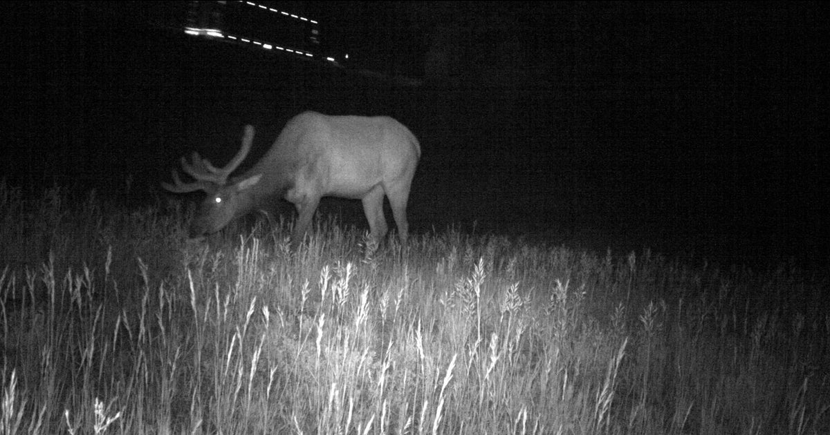 Drivers Urged To Watch For Wildlife When Daylight Saving Time Ends ...
