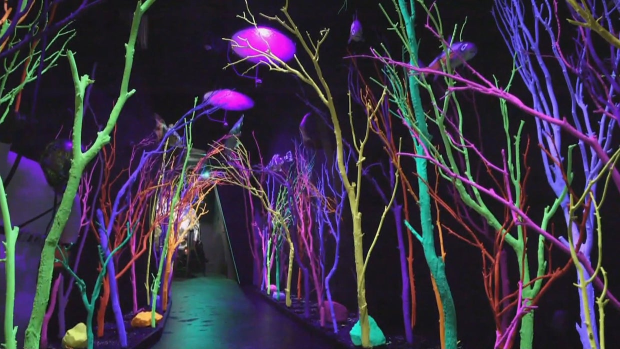 Enter the immersive art world of Meow Wolf - CBS News