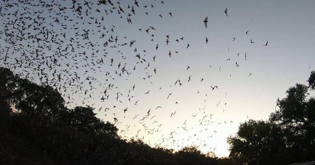 Nature: Bat swarm - CBS News