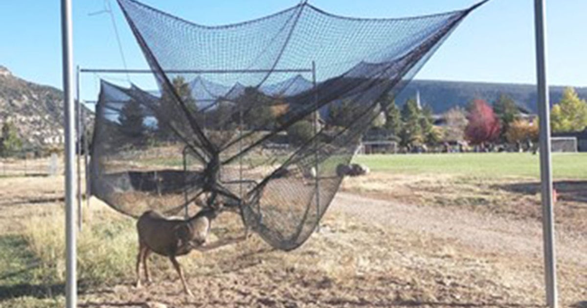 Deer Set Free After Getting Tangled In Baseball Netting - CBS Colorado
