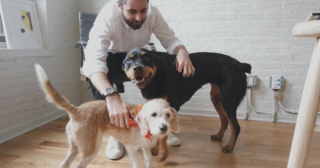 The Farmer's Dog's human-tested dog food draws attention in fast ...