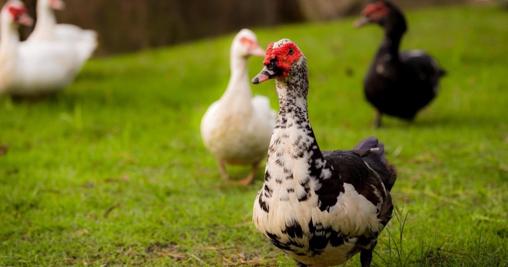 Residents Authorized To Kill Invasive Ducks Running Amok In Town - CBS ...