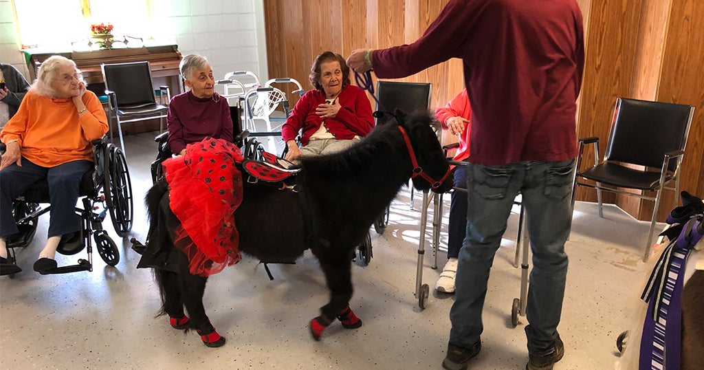2 Adorable Therapy Mini-Horses Visit Pittsburgh Nursing Home Patients ...