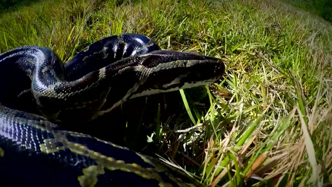 Stories About Burmese Python - CBS Miami