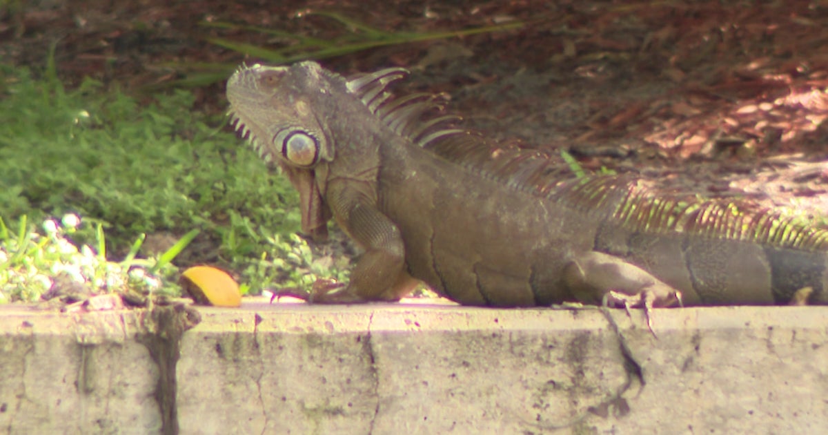 Commission Takes 'Bold Stance' On Non-Native Reptiles - CBS Miami