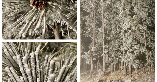 Freezing Fog Coats Parts Of Denver Area With Rime Ice - CBS Colorado