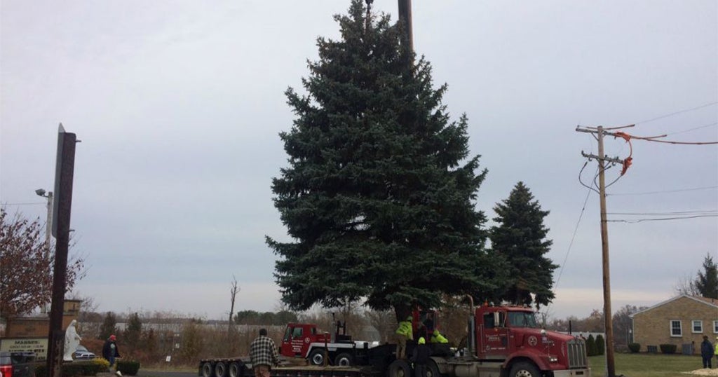 Youngstown's Christmas Tree Snaps While Being Cut Down For Second Year ...
