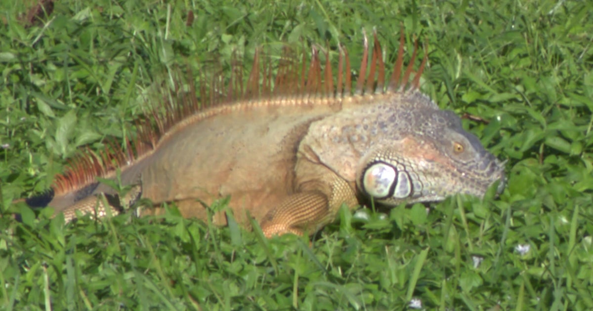 National Weather Service Warns Of Falling, Frozen Iguanas - CBS Miami