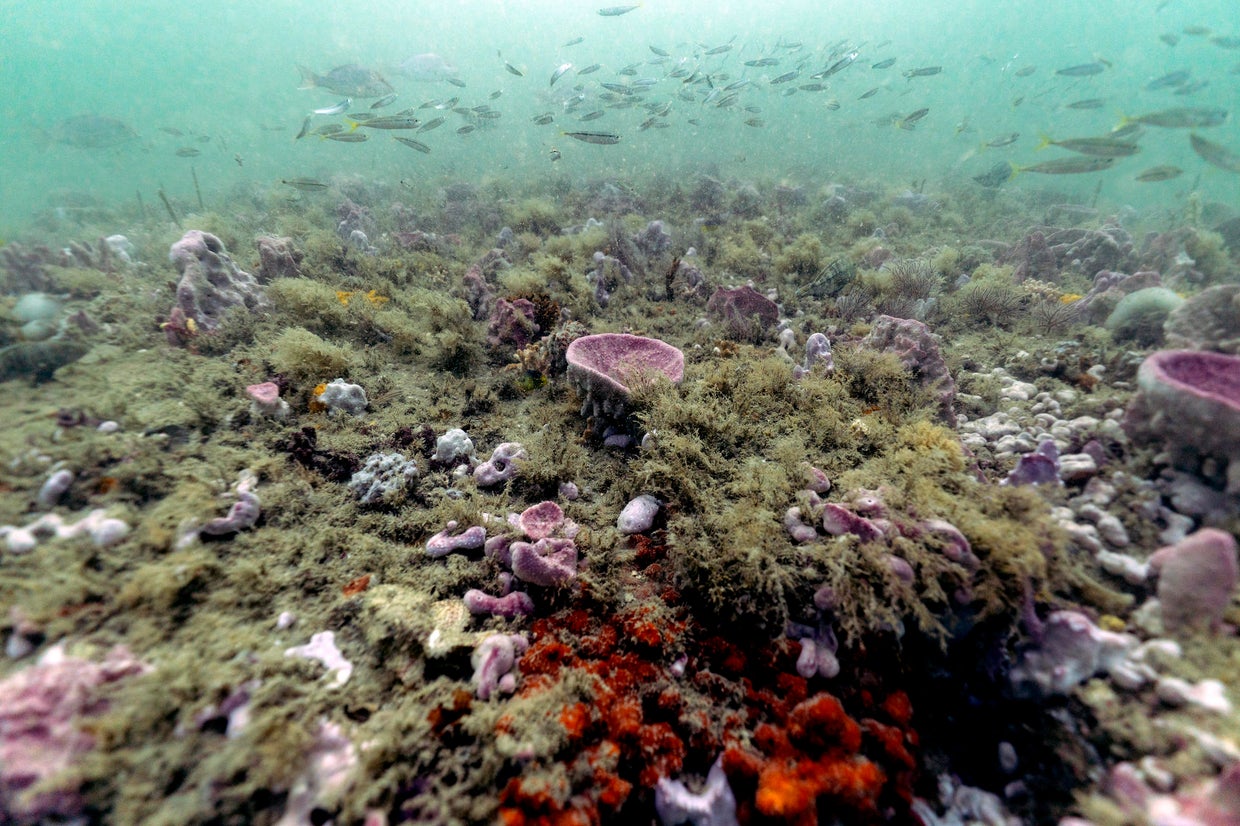 Climate change: Gray's Reef stirred an ocean conservation movement, but ...