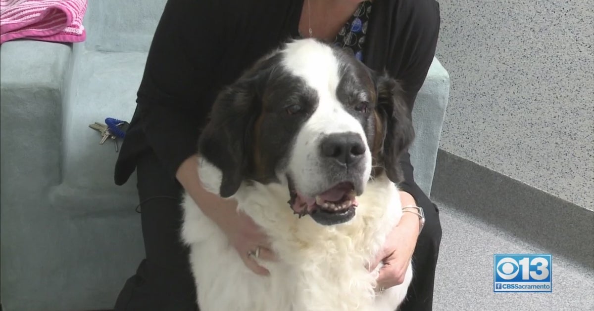 With Only Months To Live, Abandoned Dog Stroodle Is Looking For Loving ...