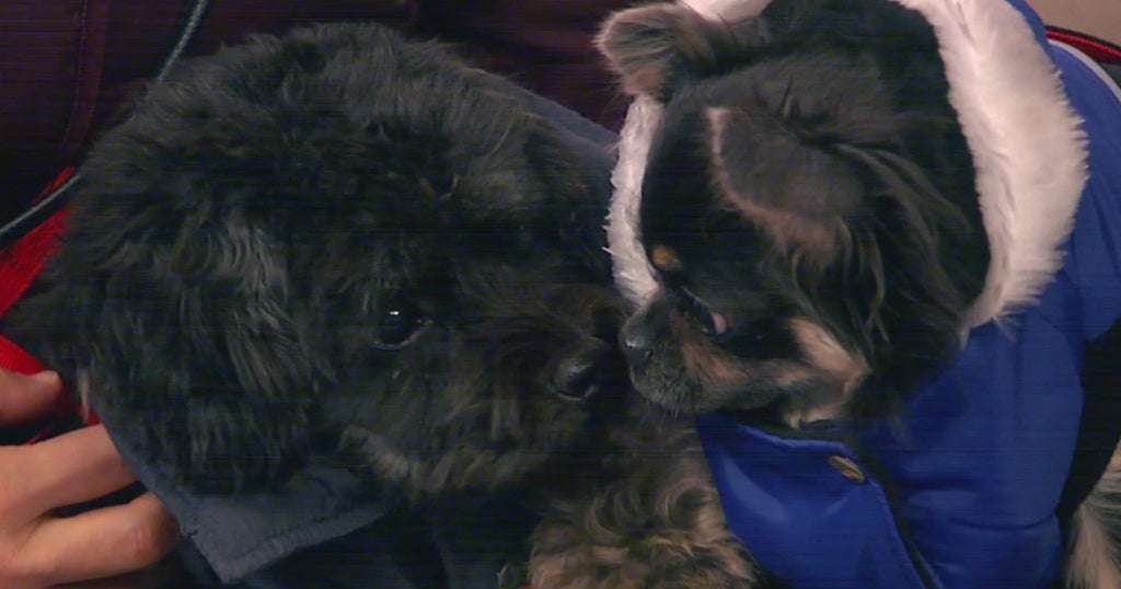 Furry Friend Finder: Blue & Robbie Fairchild Searching For Their ...