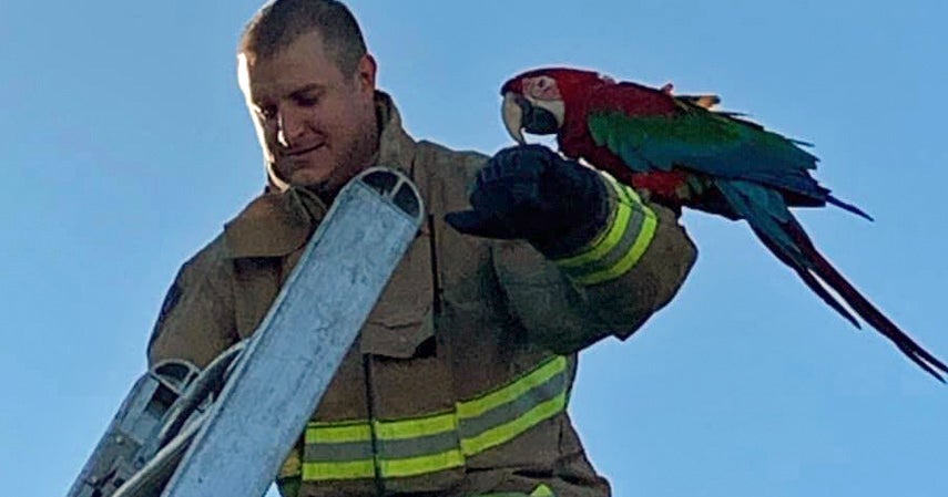 Carrollton Firefighter Rescues Pet Parrot That Flew The Coop - CBS Texas
