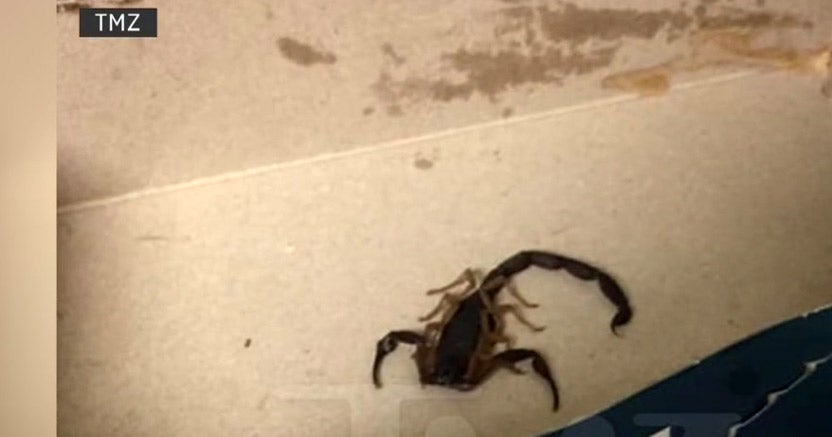 Woman Stung by Scorpion on UAL Flight From S.F. to Atlanta - CBS San ...