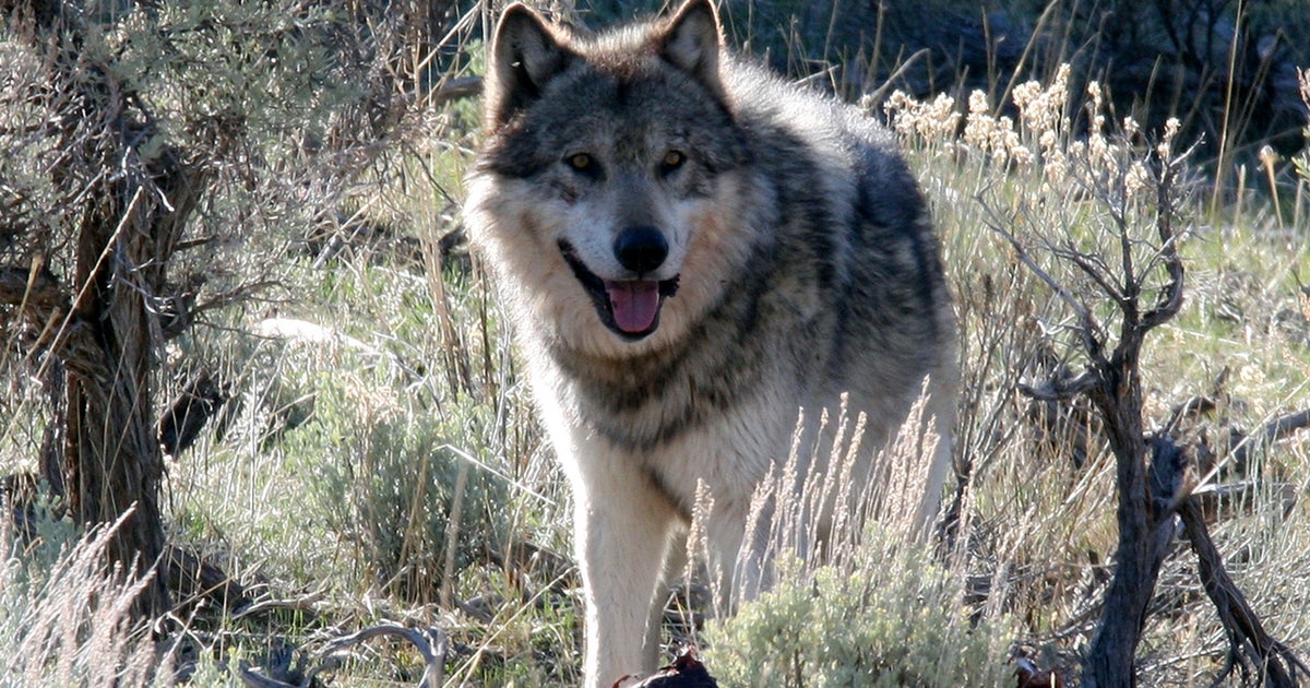 Wolves In Colorado: Wildlife Officials Believe Pack Scavenged Elk ...
