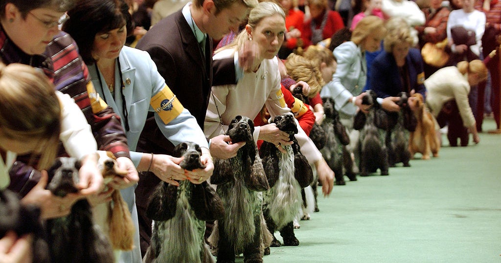 Fort Worth Resident Selected To Judge 144th Westminster Kennel Club Dog ...