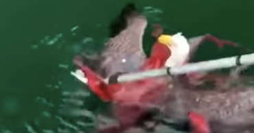Bald eagle and octopus: Fishermen rescue bald eagle trapped in octopus ...
