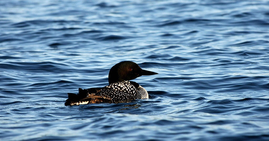 New England Sees Record Number Of Loons In Several States - CBS Boston