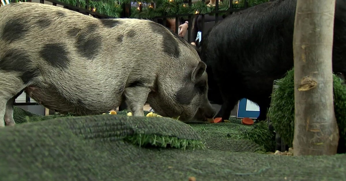 Born Free! Miami-Dade Mayor Carlos Gimenez Pardons Pigs Ahead Of 'Noche ...