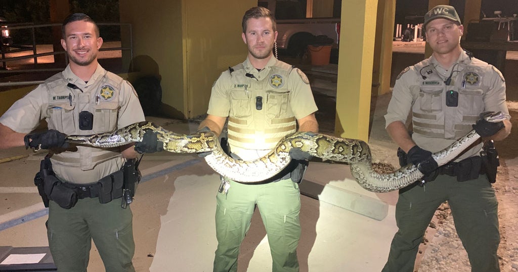 Giant Burmese Python Removed From Key Largo Yard - CBS Miami