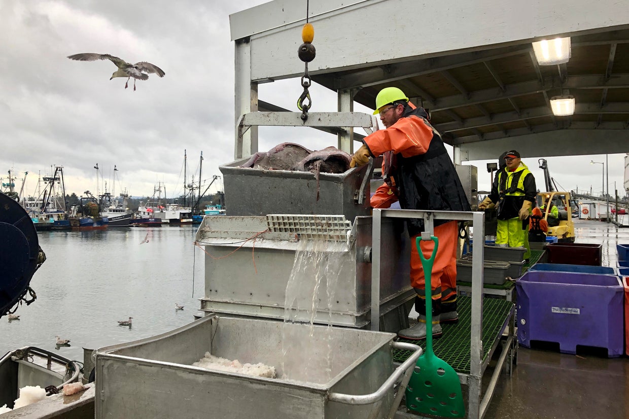 Groundfish recovery: "The biggest environmental story that no one knows ...