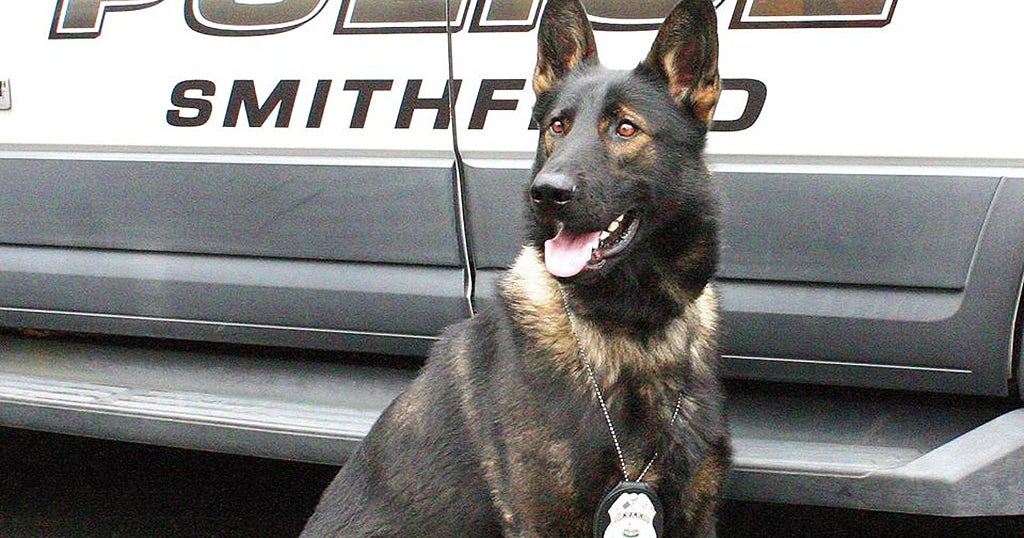Police Dog Treated For Fentanyl Exposure During Drug Bust - CBS Boston