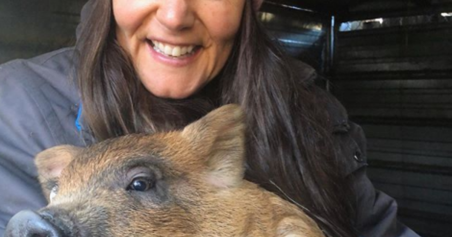 Santa Clarita Animal Sanctuary Rescues Mother Pig And Her 8 Babies ...