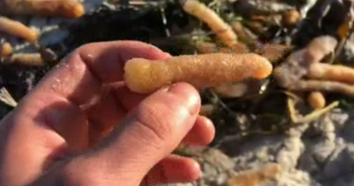 Thousands Of Slimy Sea Pickles Invade Monterey Beaches - CBS San Francisco