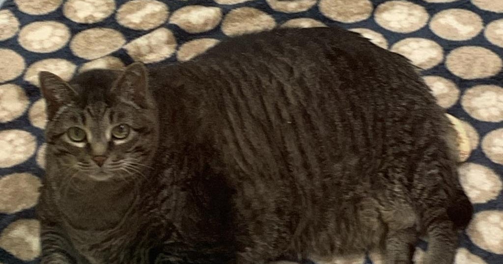 Michigan Humane Society: 30-Pound Cat Available For Adoption, Needs ...