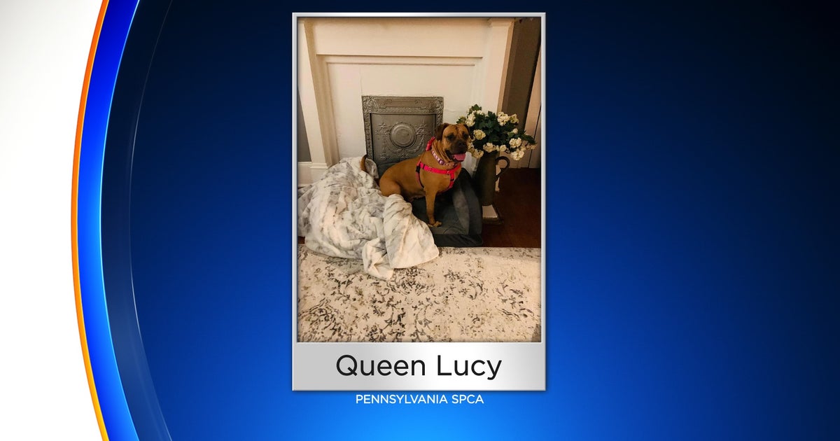 New Year, New Home For Queen Lucy, Pennsylvania SPCA In North ...