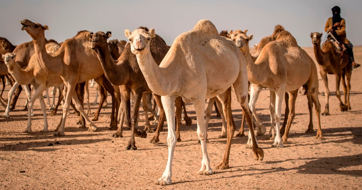 New Jersey Woman Sues TripAdvisor After Falling Off Runaway Camel In ...