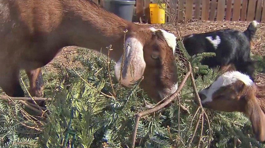 Repurposing Holiday Cheer: Goats Chew On Christmas Trees At Bonton ...