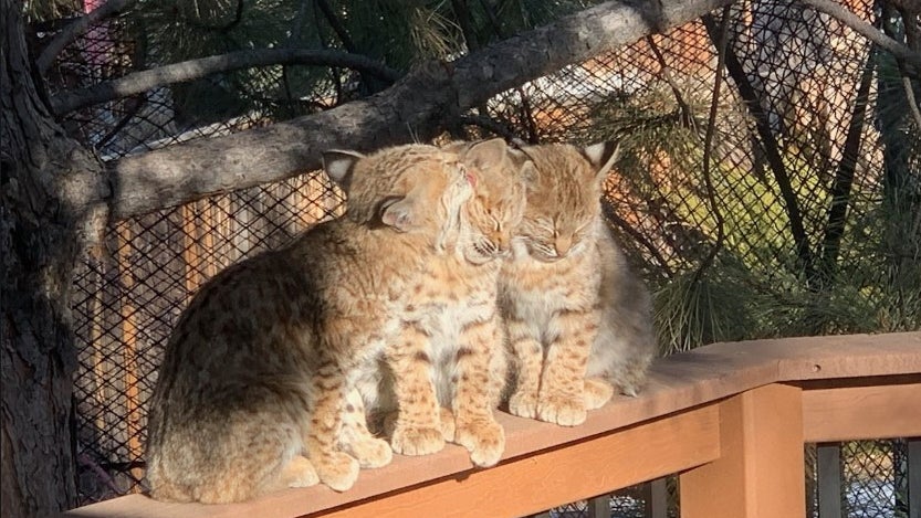 Cute Bobcat Kittens Sun Themselves On Porch In Highlands Ranch - CBS Colorado