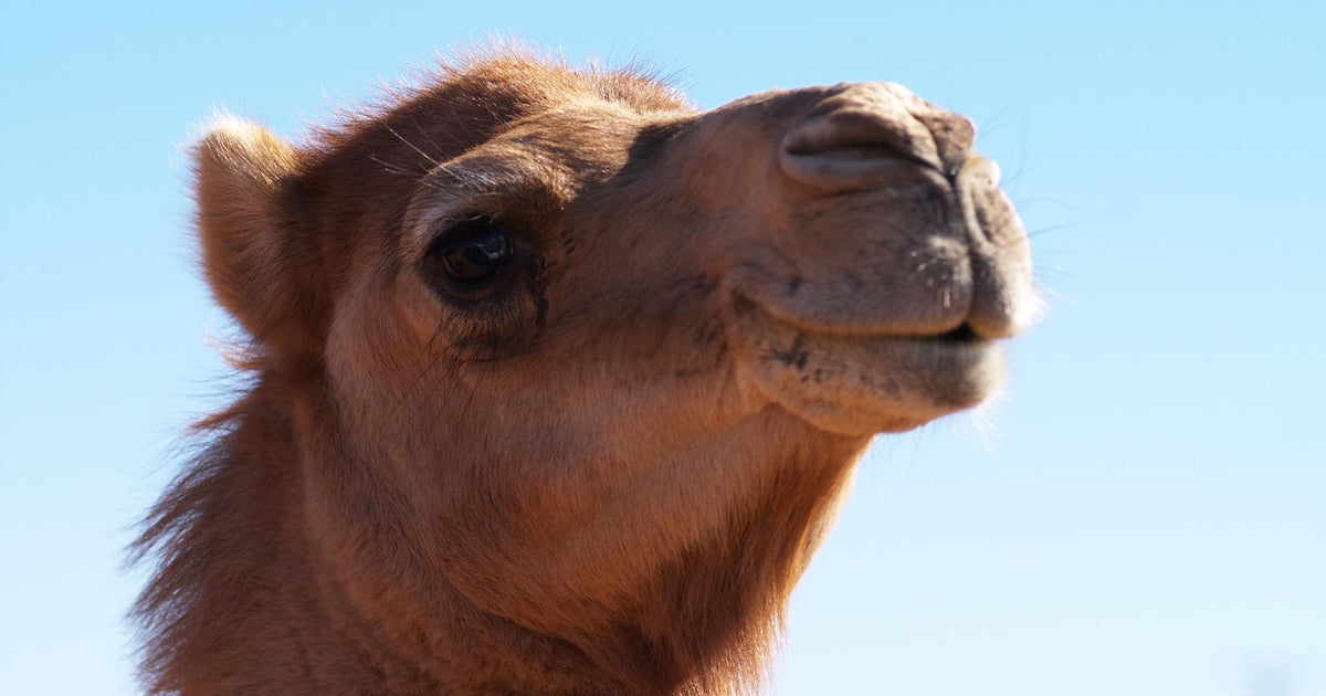 Camel bites central Minnesota zoo owner's head, drags him 15 feet - CBS ...
