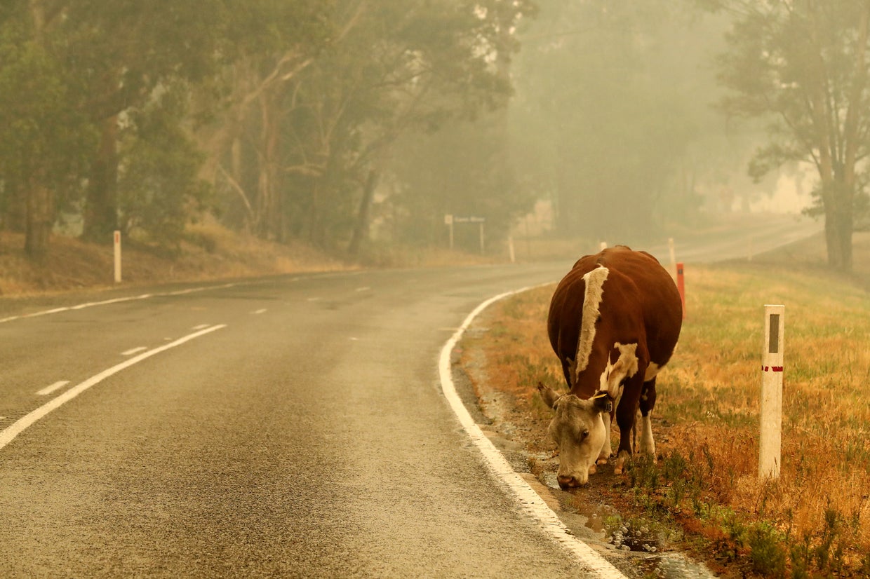 Australia wildfires: Animals in peril across the country