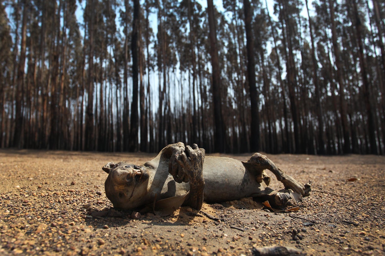 Australia wildfires: Animals in peril across the country