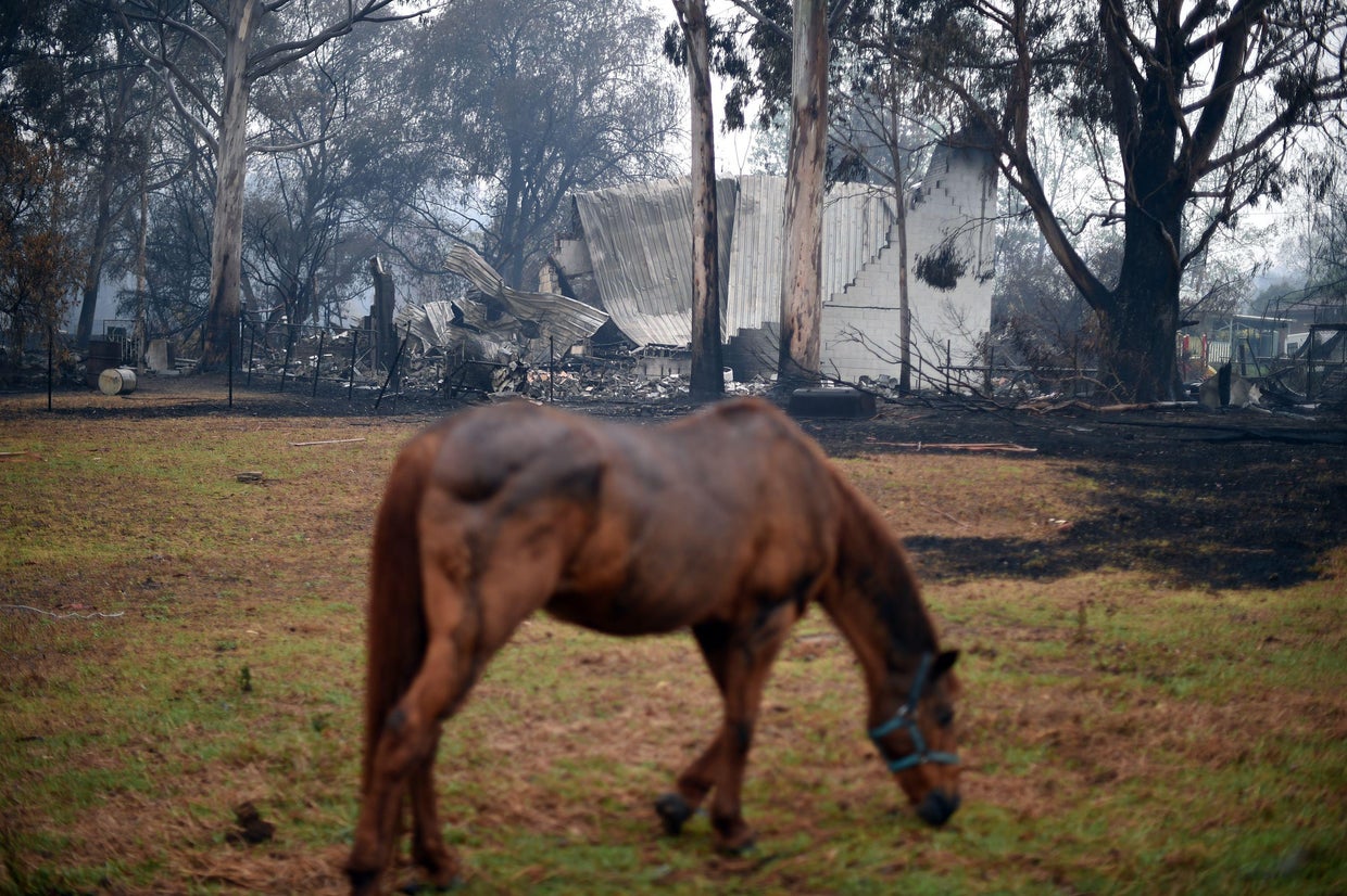 Australia wildfires: Animals in peril across the country