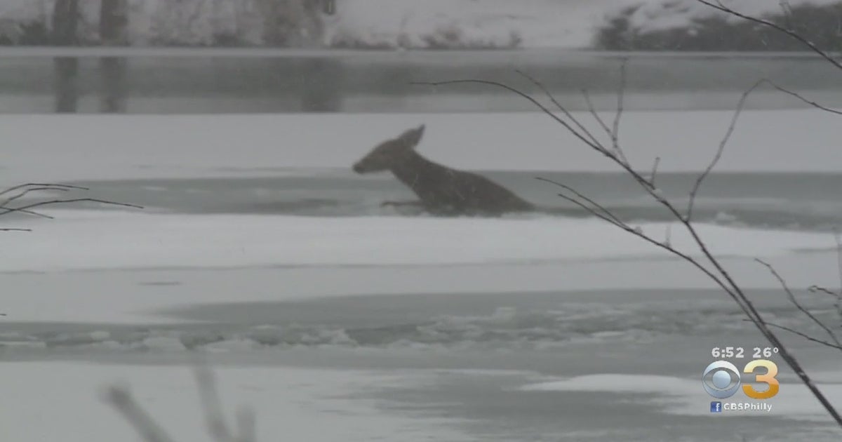 Firefighters Rescue Deer That Fell Through Ice On Lake In Scranton ...