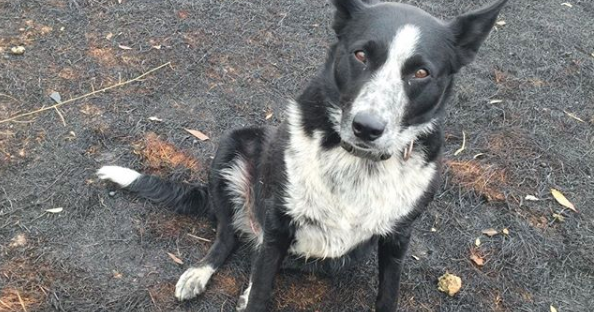 Australia fires: Heroic dog saves hundreds of animals from Australian ...