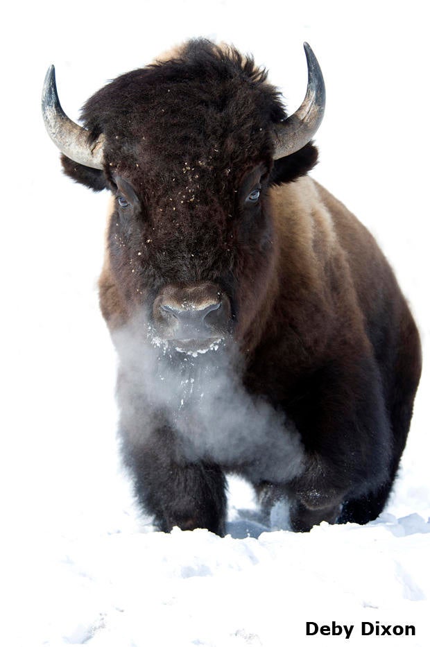 Nature up close: With many of their natural predators extinct, the ...