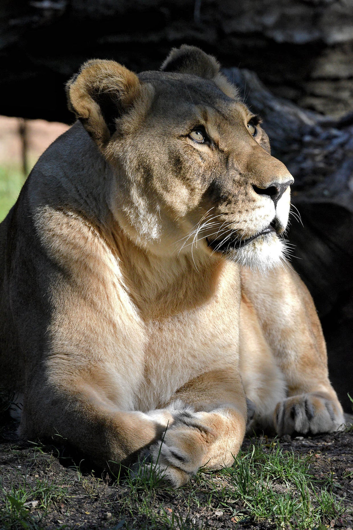 Second African Lion Dies At Brookfield Zoo - CBS Chicago