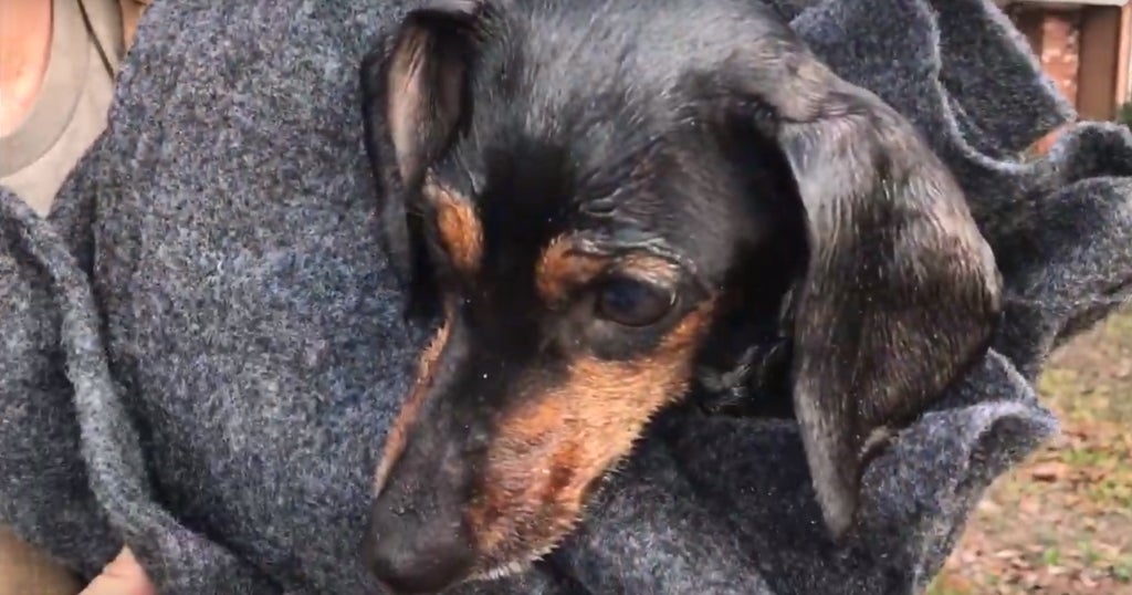 WATCH: Firefighters Use K9 Oxygen Mask To Save Dog From House Fire ...
