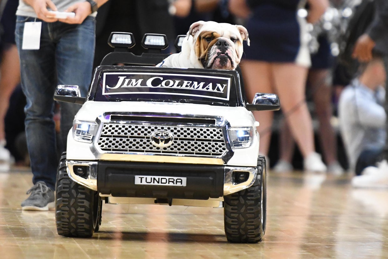 Animals doing people things