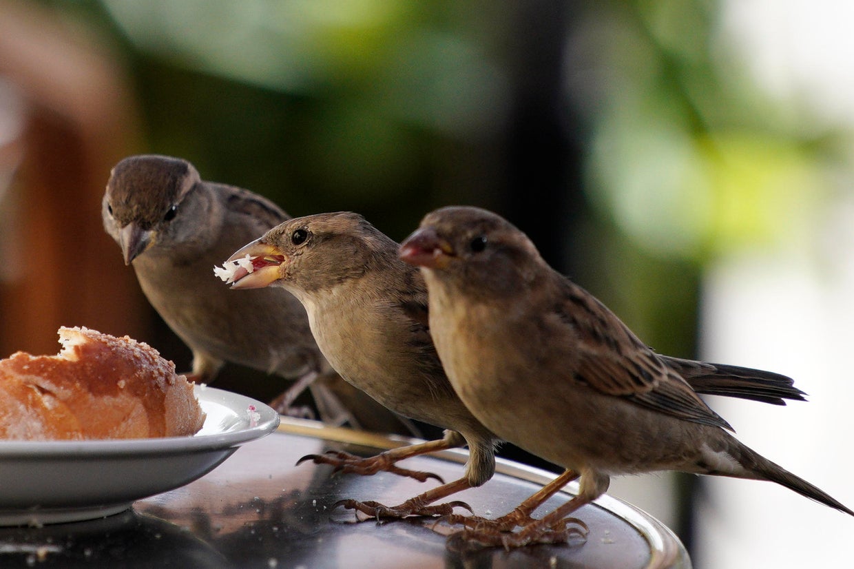 Animals doing people things