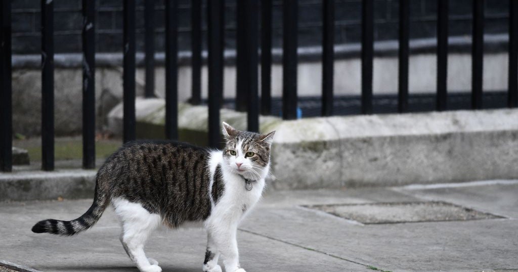 Cat Plays Fetch With Owner Bringing Back The Ball Each Time - CW Atlanta